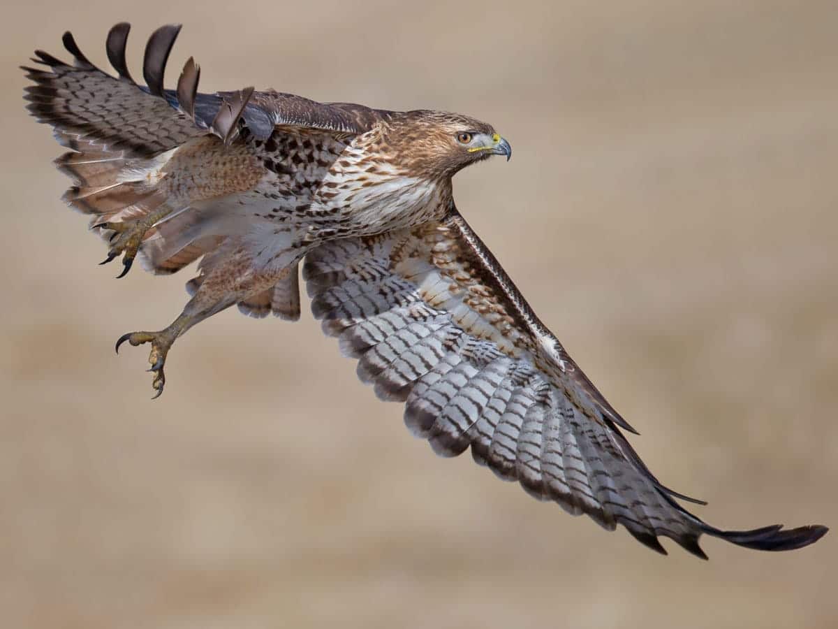 Animal Messengers: IMMATURE RED-TAILED HAWK | Wild Gratitude - Stacey Couch