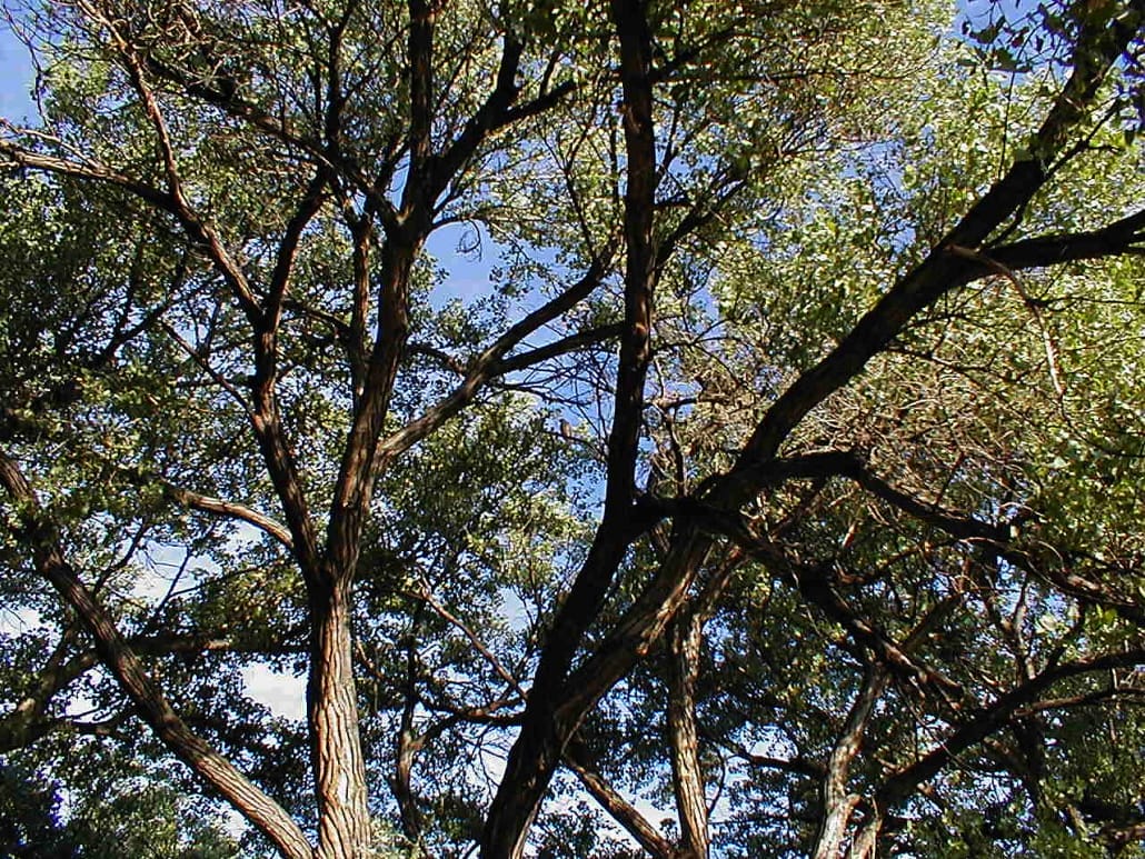 The Art of Being Angry | Wild Gratitude - Stacey Couch