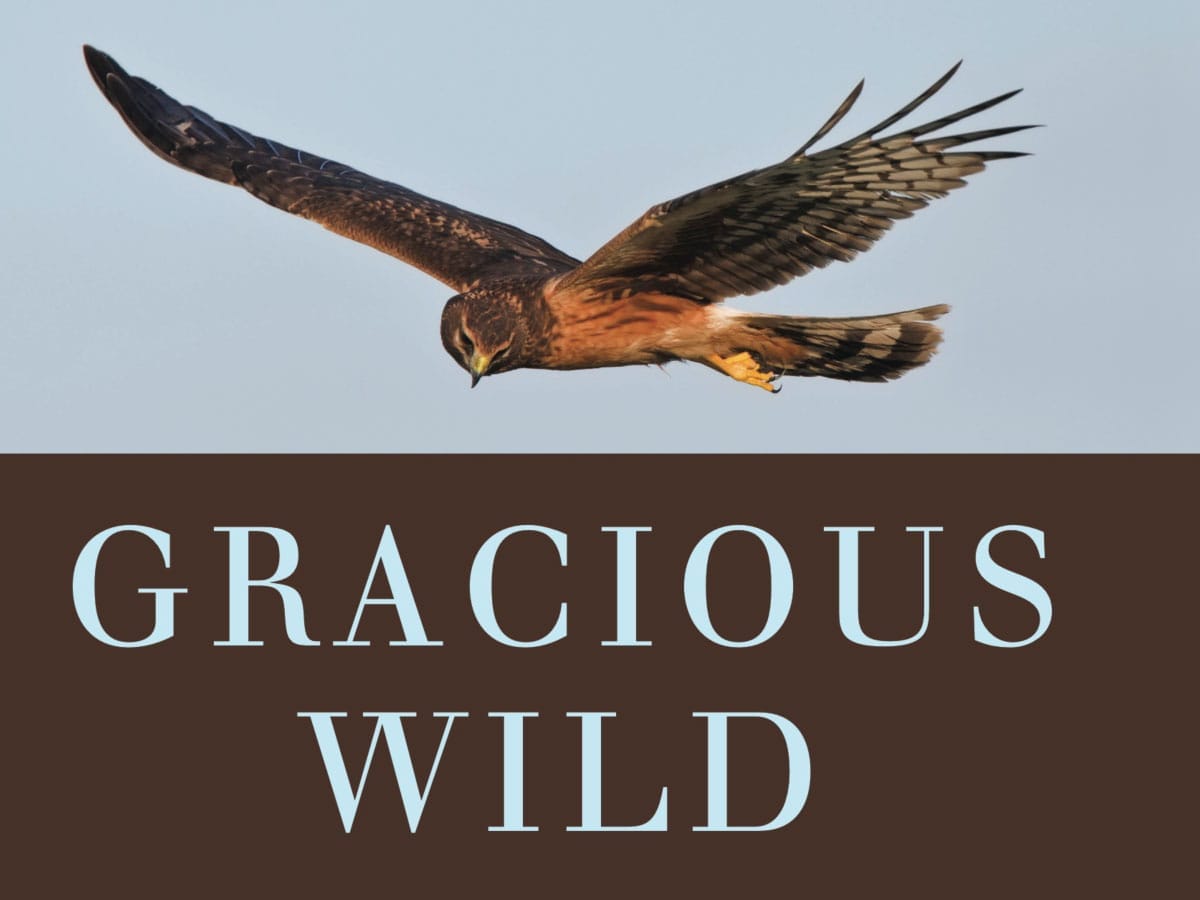 Book - Gracious Wild Archives | Wild Gratitude - Stacey Couch