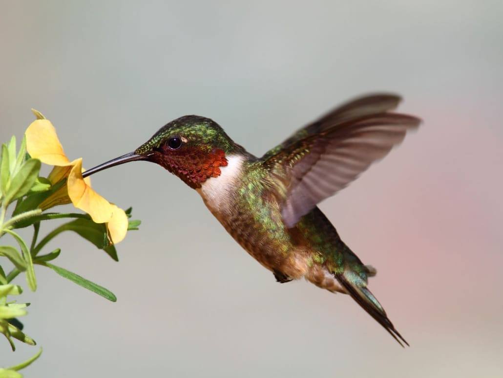 Hummingbird Symbolism - Love & Joy - Wild Gratitude