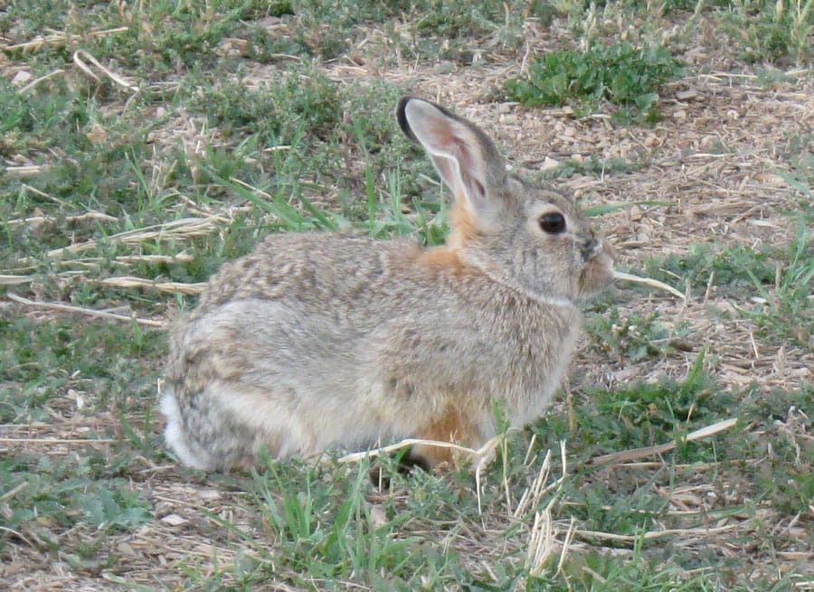Rabbit Spirit Animal - Wild Gratitude