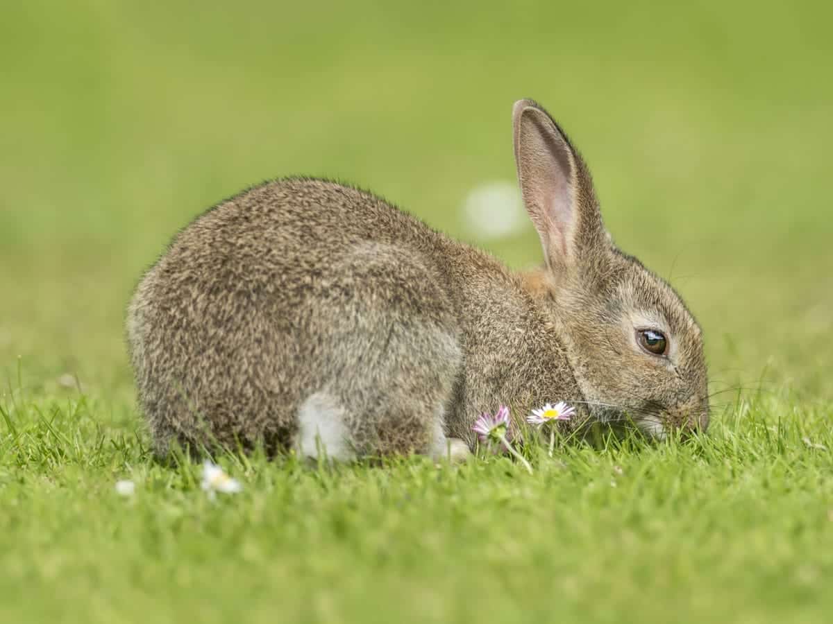 Rabbit Spirit Animal - Wild Gratitude
