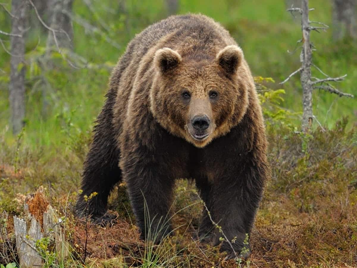 Meaning Of Bear Spirit Animal