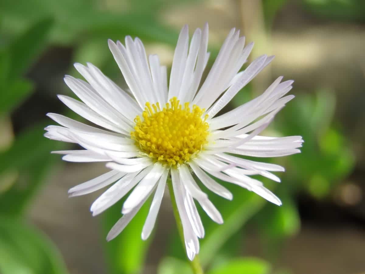 Problem Solving for the Soul - Wild Gratitude