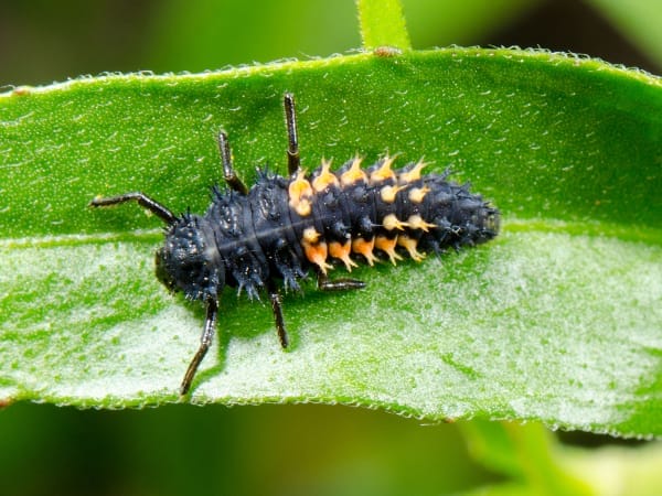 Ladybug larvae, also known as an “alligator”
