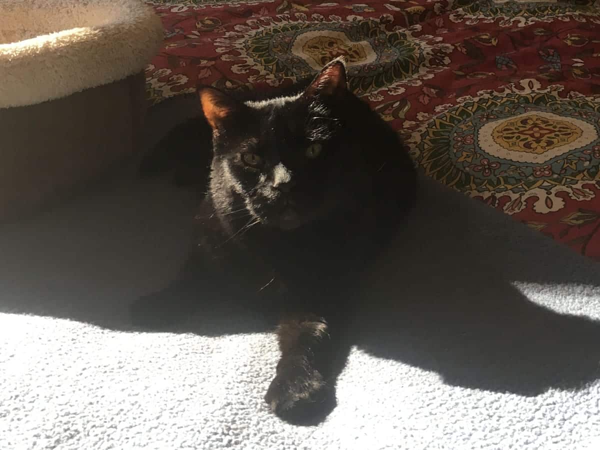 Book - Gracious Wild Archives | Wild Gratitude - Stacey Couch