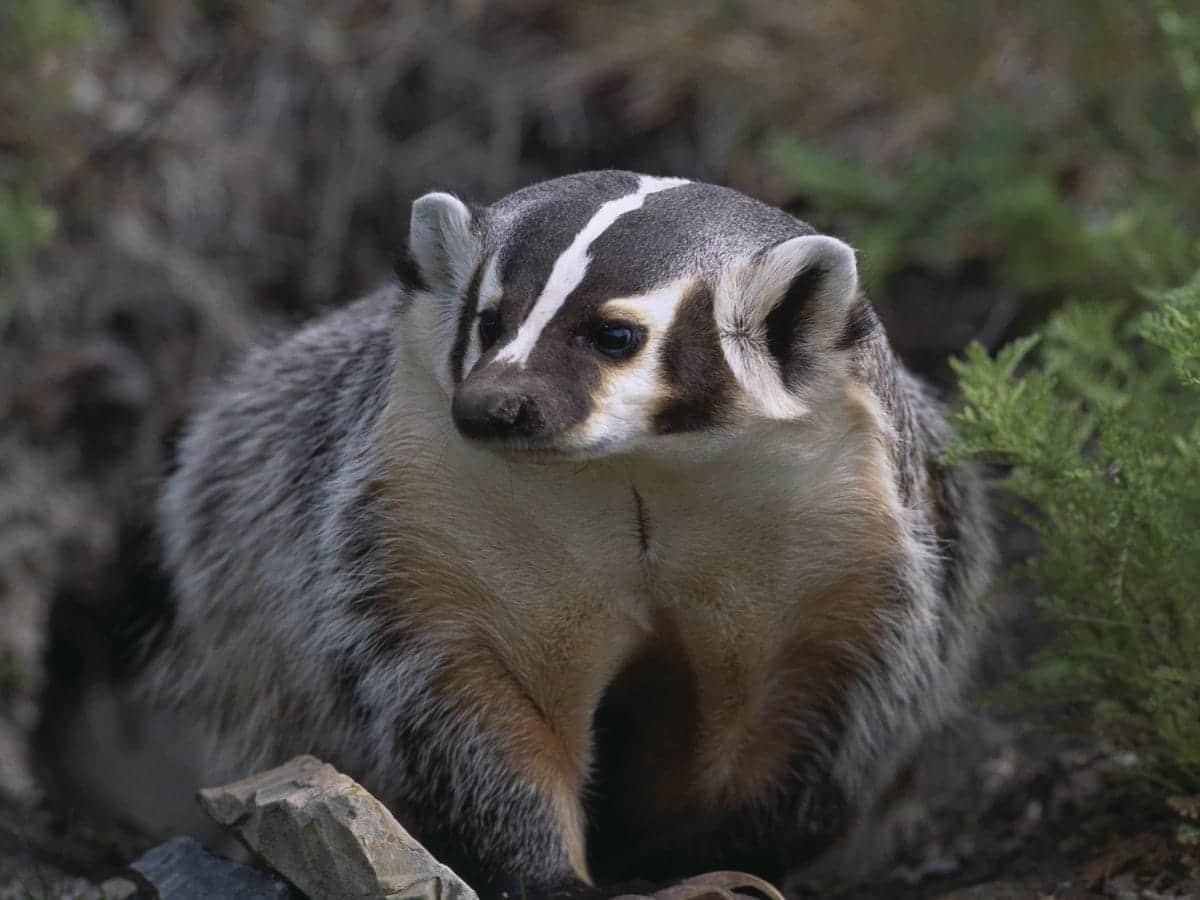 Meaning of Badger Spirit Animal - Wild Gratitude