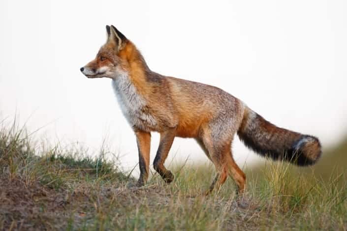 Fox Symbolism & Fox Spirit Animal - Wild Gratitude