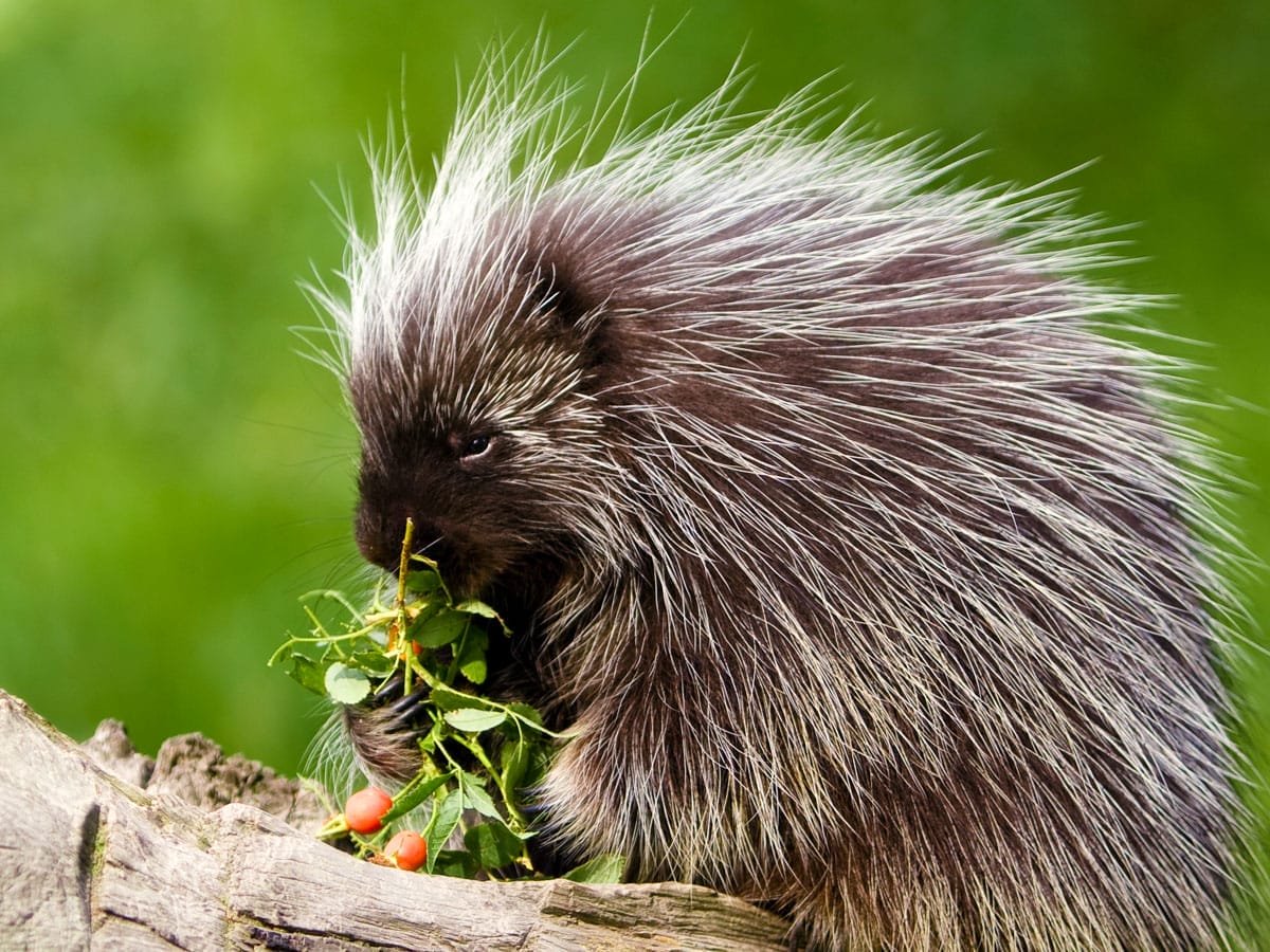 Porcupine Spirit Animal | Wild Gratitude - Stacey Couch