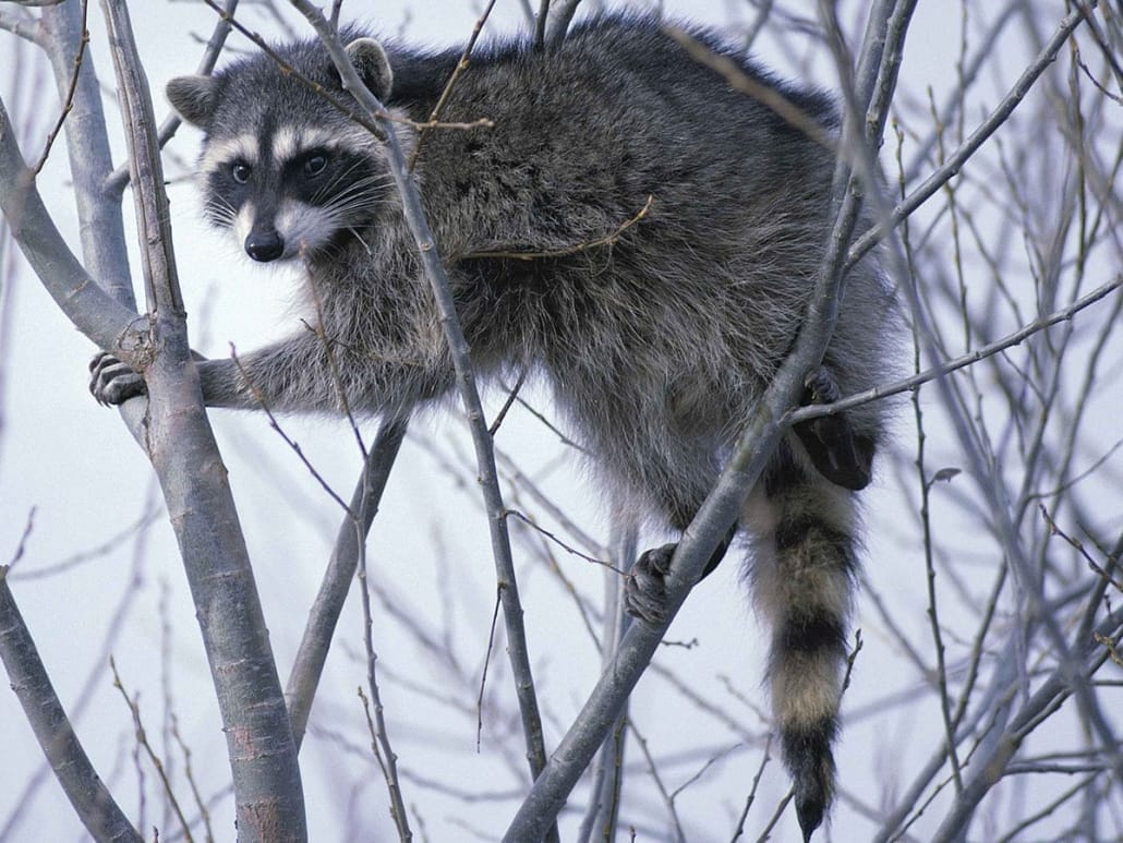 Raccoon Spirit Animal - Wild Gratitude