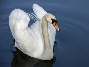 Swan Symbolism & The Black Swan - Wild Gratitude