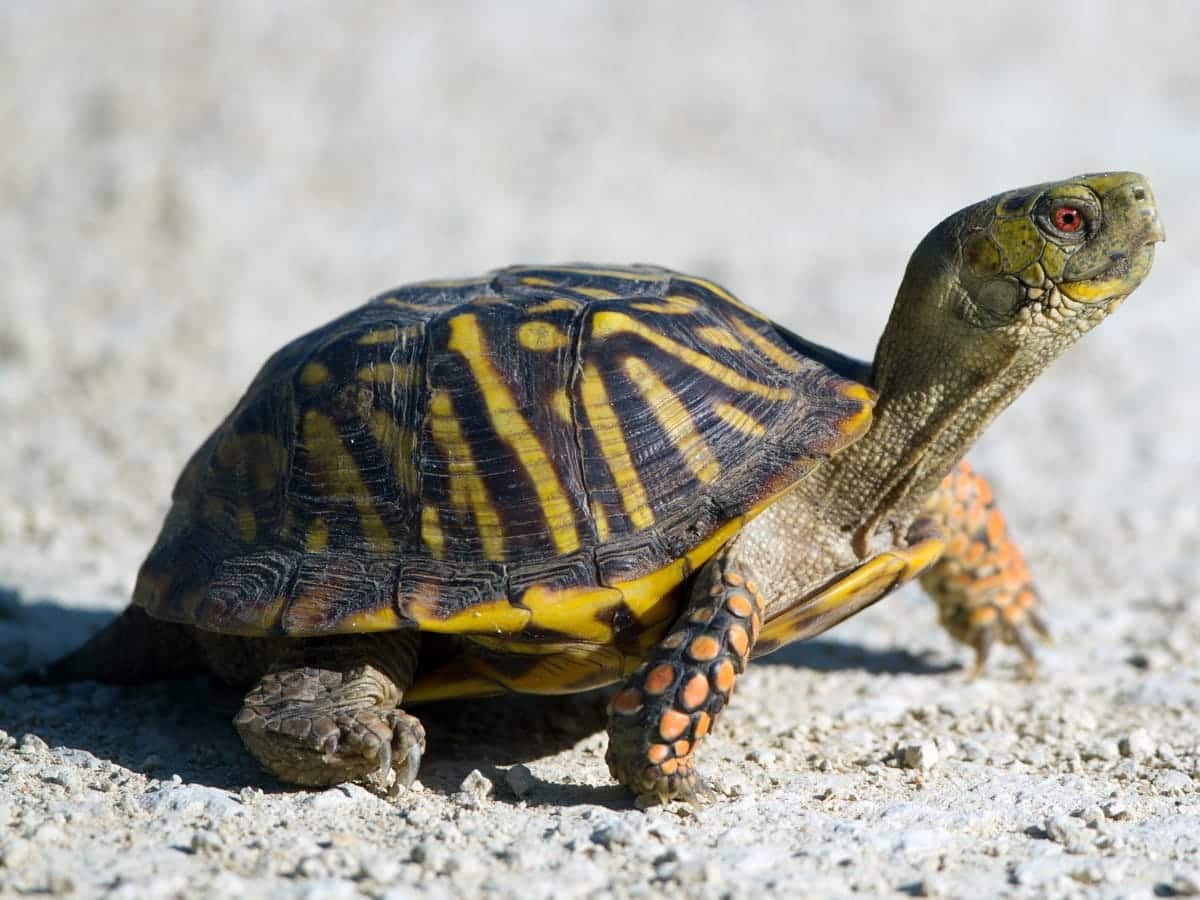 Meaning of Turtle Spirit Animal - Wild Gratitude